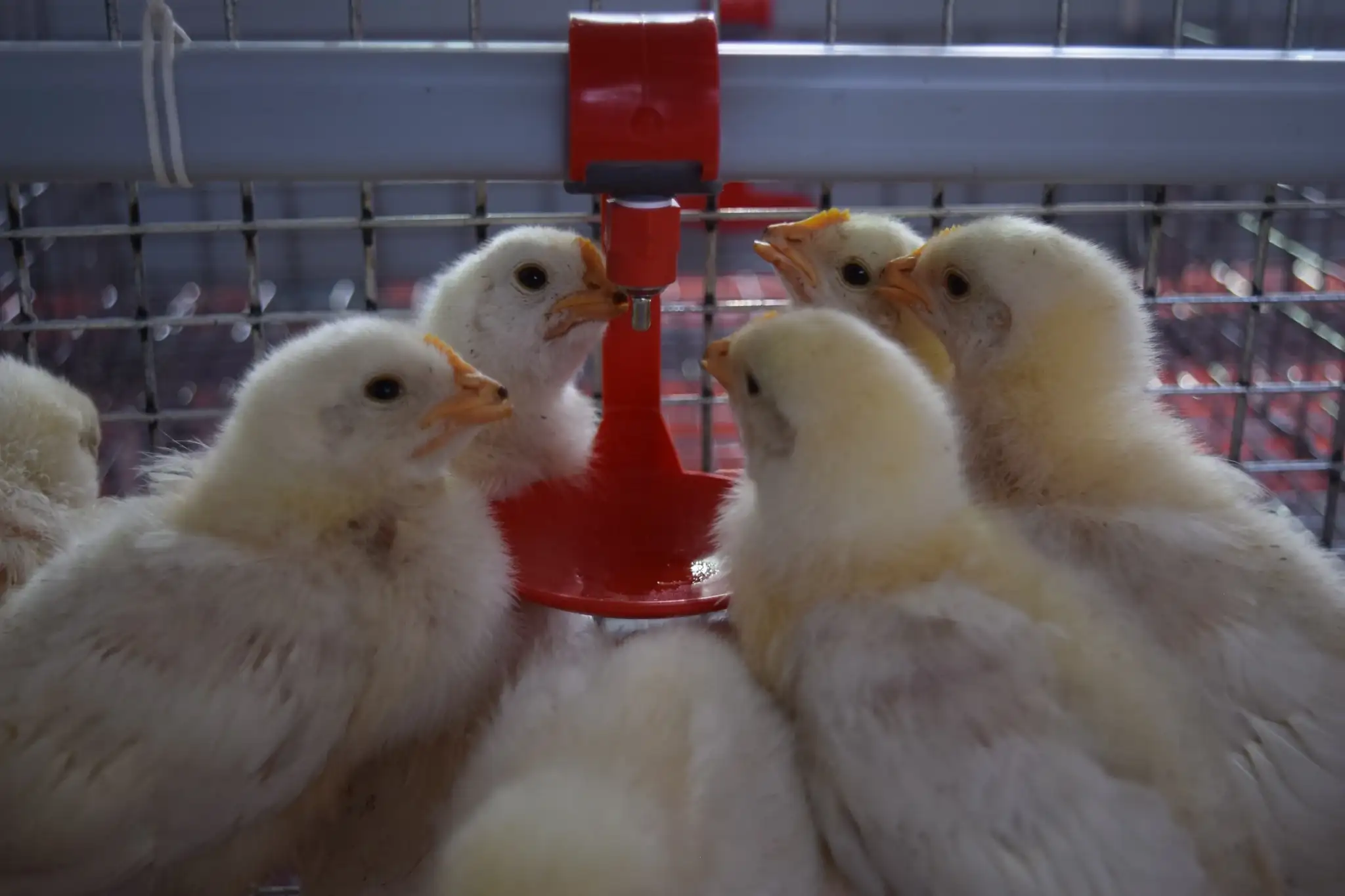 Chakra Poultry Water Drinking Systems - Poultry Water Drinking