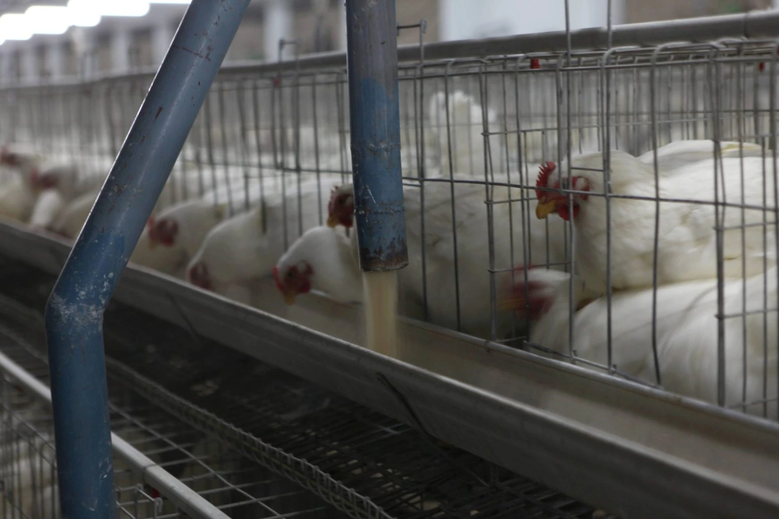 Chakra Poultry Feeding System - Poultry Feeding Equipments