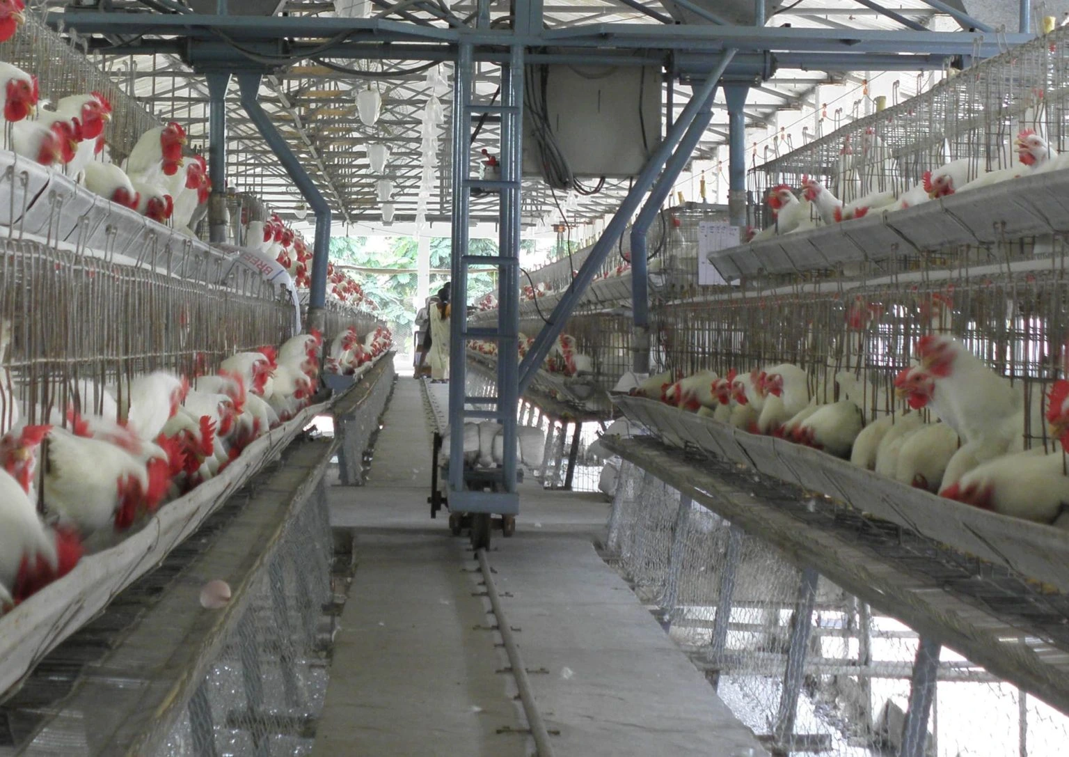 Chakra Poultry Feeding System - Poultry Feeding Equipments
