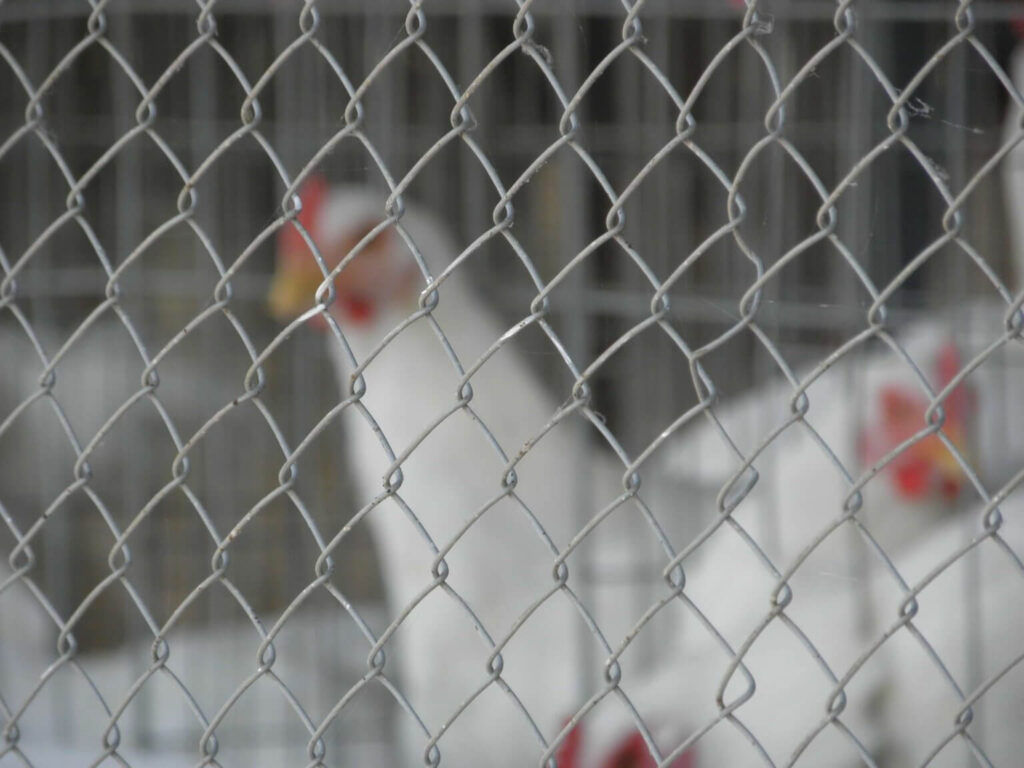 Poultry Fencing Systems | Fencing for Poultry Farm
