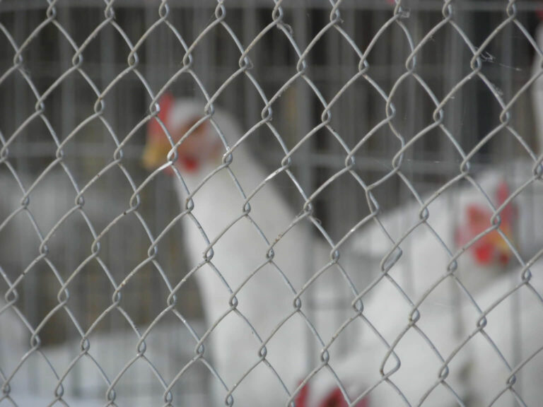 Poultry Fencing Systems | Fencing for Poultry Farm
