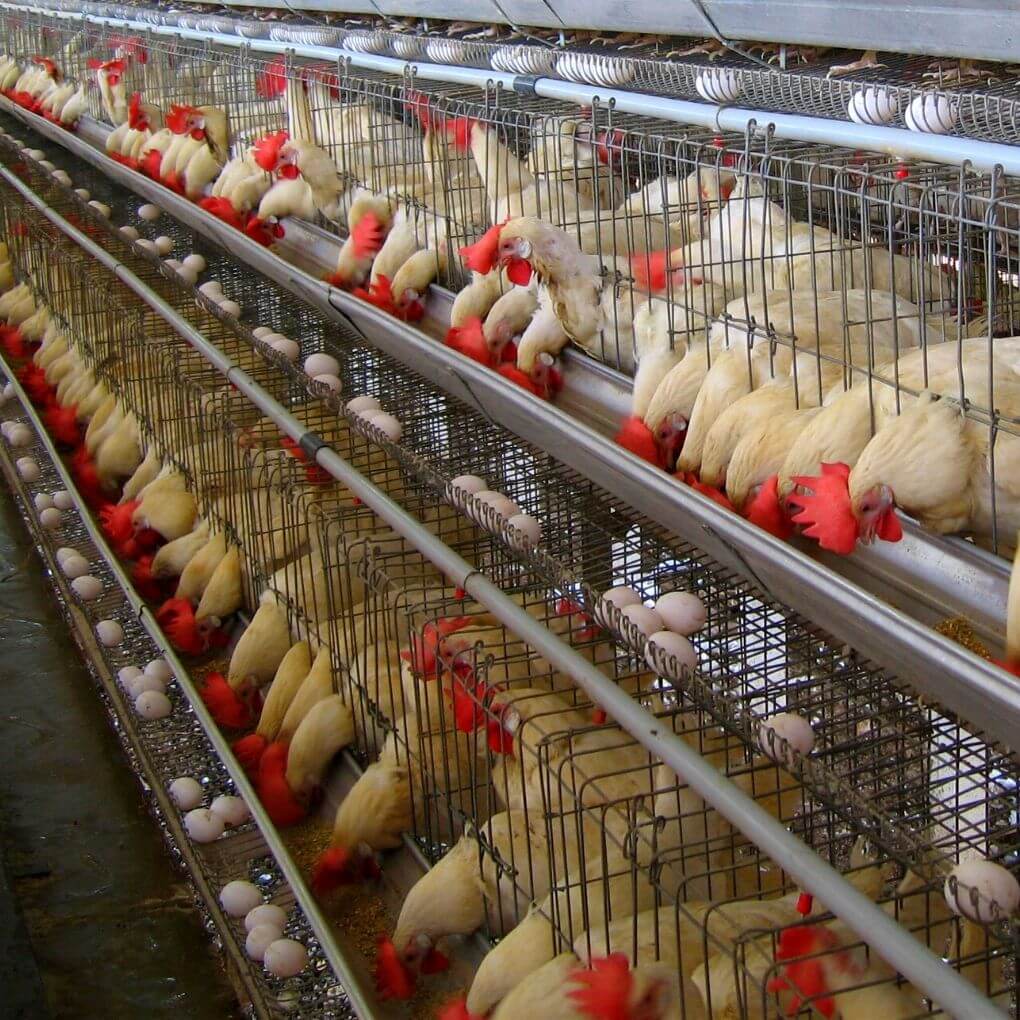 Chakra Poultry Layer Cages – Poultry Cage Systems