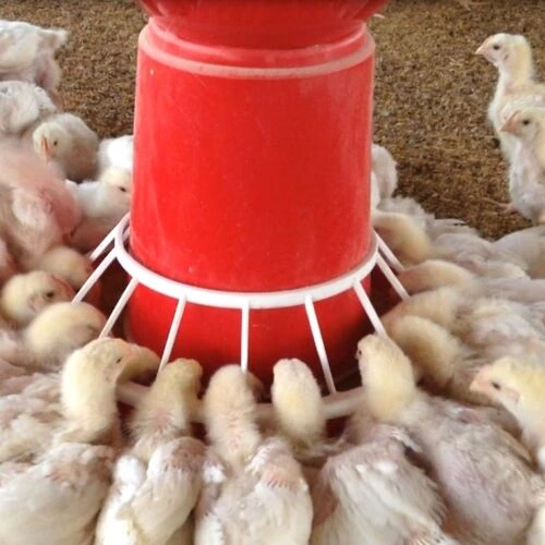 Chakra Poultry Floor Rearing System - Poultry Feeding System