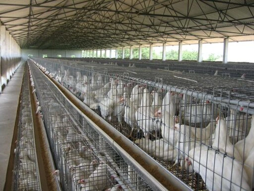 Chakra Poultry Grower Cages – Poultry Cage Systems