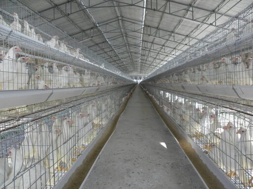 Chakra Poultry Grower Cages – Poultry Cage Systems