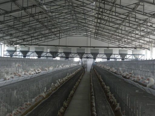 Chakra Poultry Grower Cages – Poultry Cage Systems