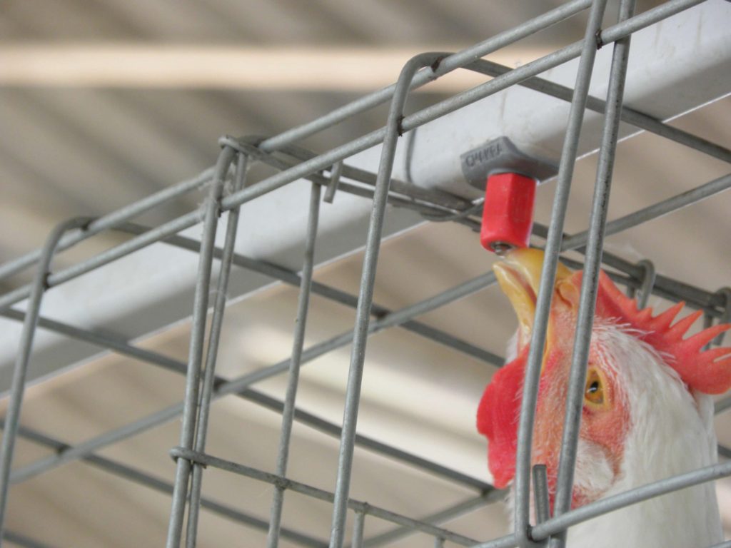 Chakra Poultry Watering Systems - Poultry Watering Equipments