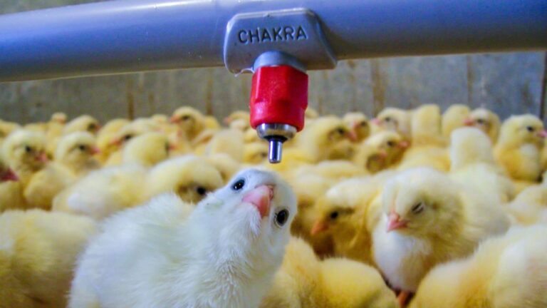 Chakra Poultry Floor Rearing System - Poultry Feeding System