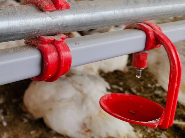 Chakra Poultry Nipple Drip Cup – Poultry Accessories