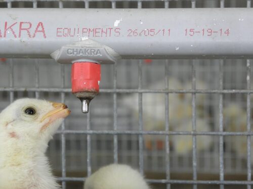 Chakra Poultry Water Nipples - Poultry Watering Equipments